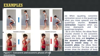 Eccentric-Exercise .pptx