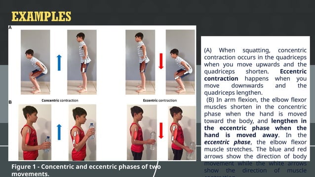 Eccentric-Exercise .pptx