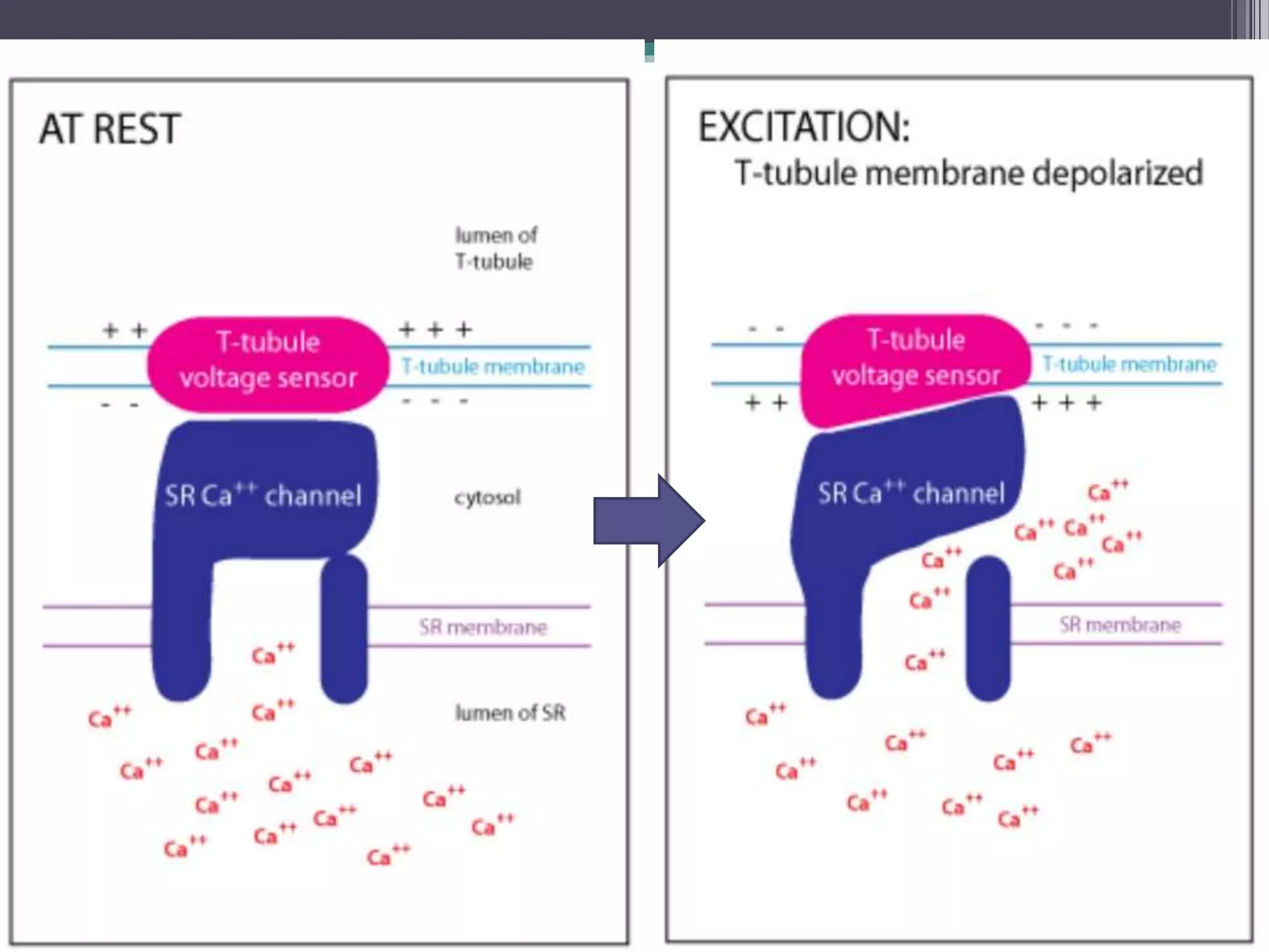 Excitation Contraction Coupling | PPTX