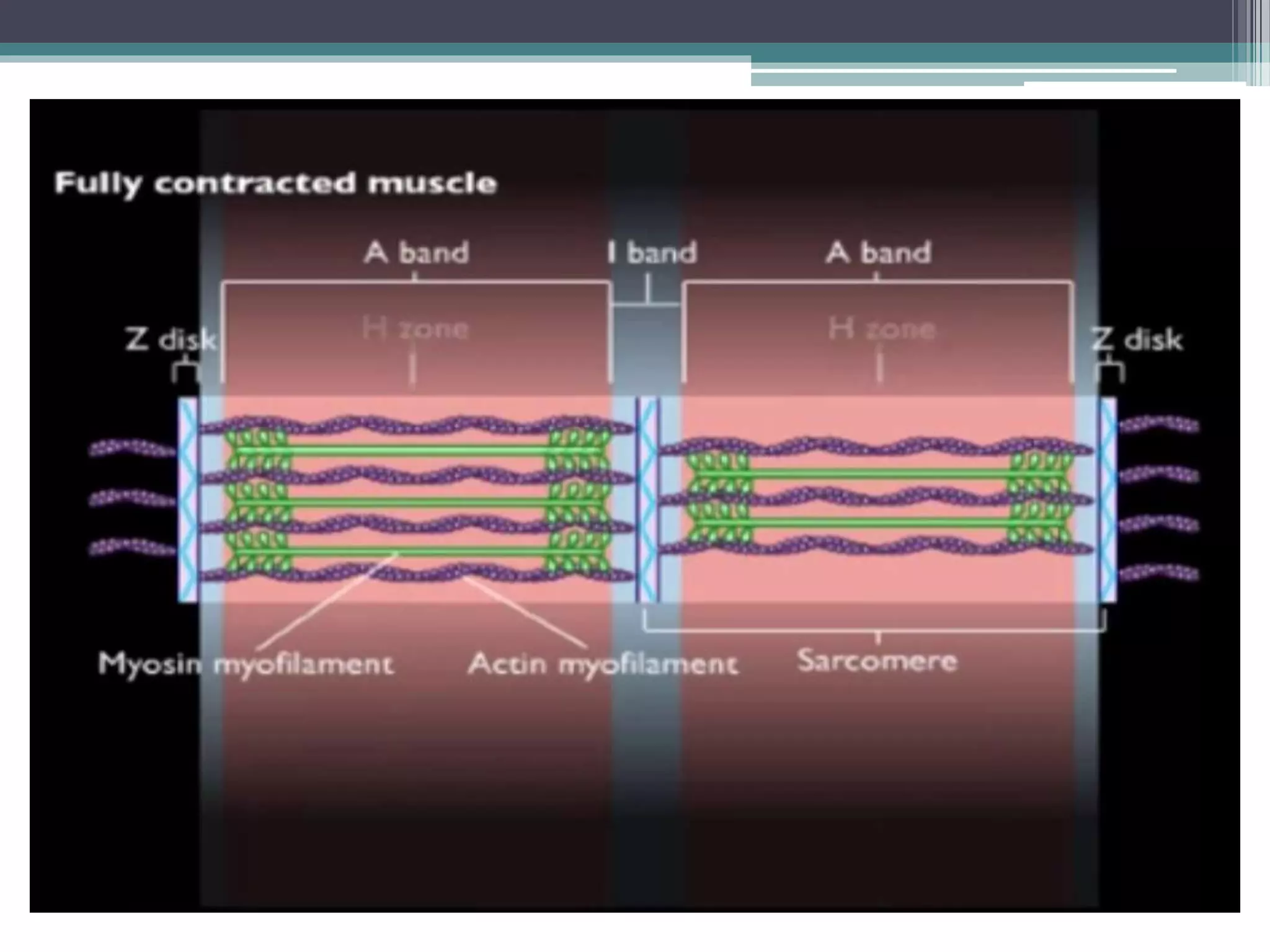 Excitation Contraction Coupling | PPTX