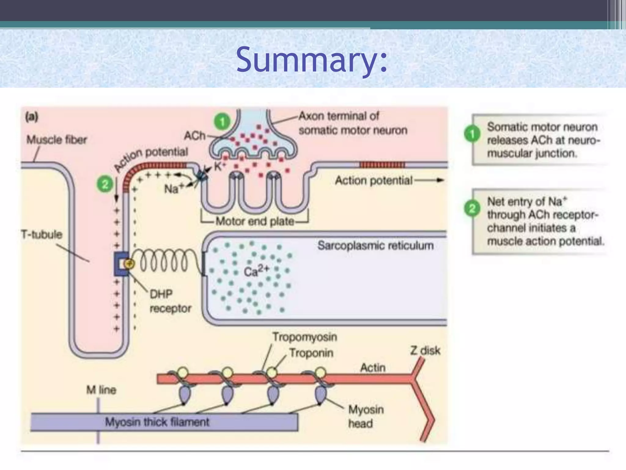 Excitation Contraction Coupling | PPTX