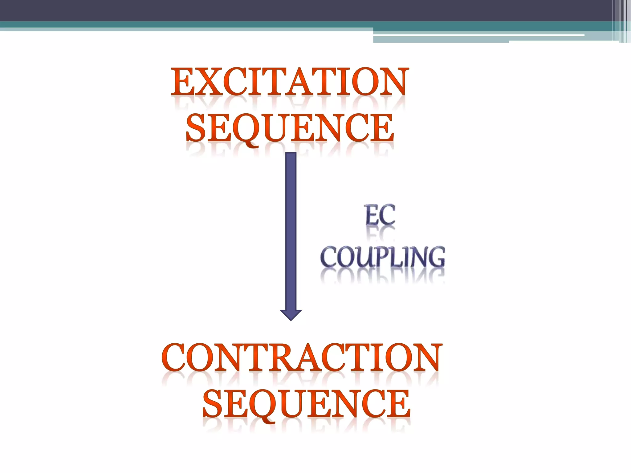 Excitation Contraction Coupling | PPTX