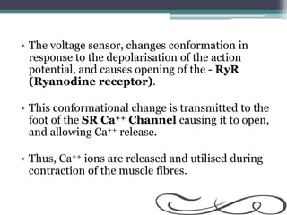 Excitation Contraction Coupling | PPTX