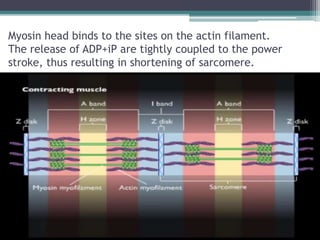Excitation Contraction Coupling | PPTX