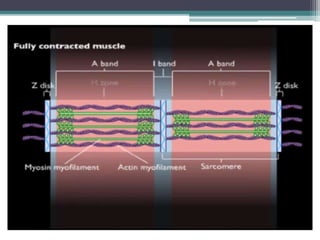 Excitation Contraction Coupling | PPTX