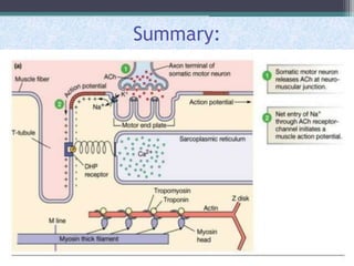 Excitation Contraction Coupling | PPTX