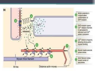 Excitation Contraction Coupling | PPTX