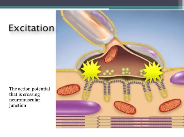 Excitation Contraction Coupling | PPTX