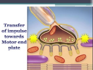 Excitation Contraction Coupling | PPTX