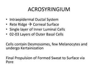 Eccrine glands by Aseem | PPTX
