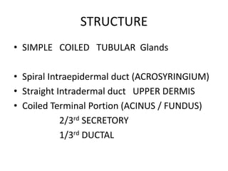 Eccrine glands by Aseem | PPTX