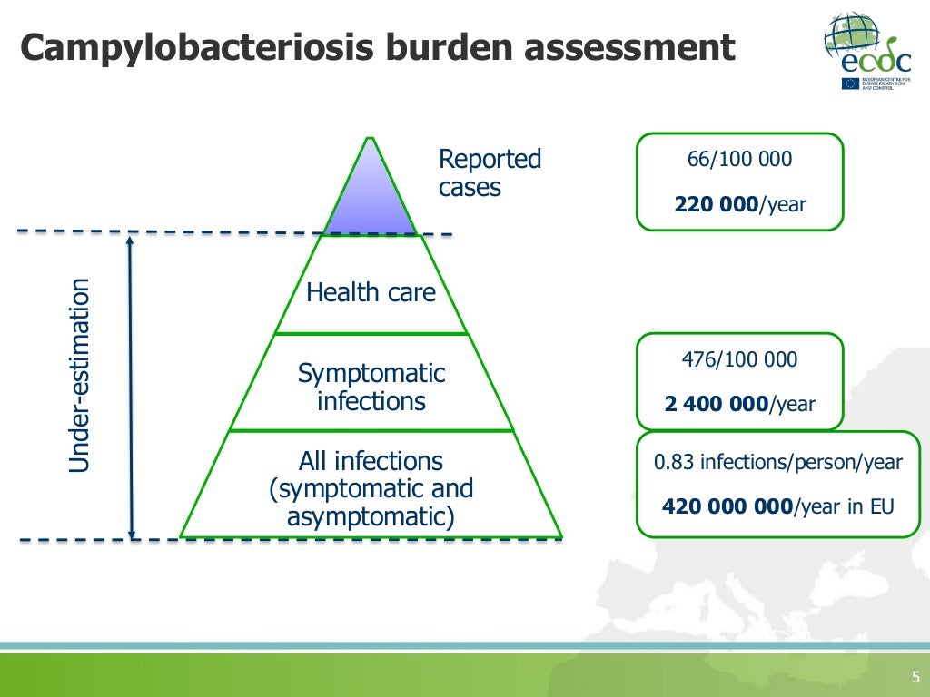 Human campylobacteriosis in the European Union