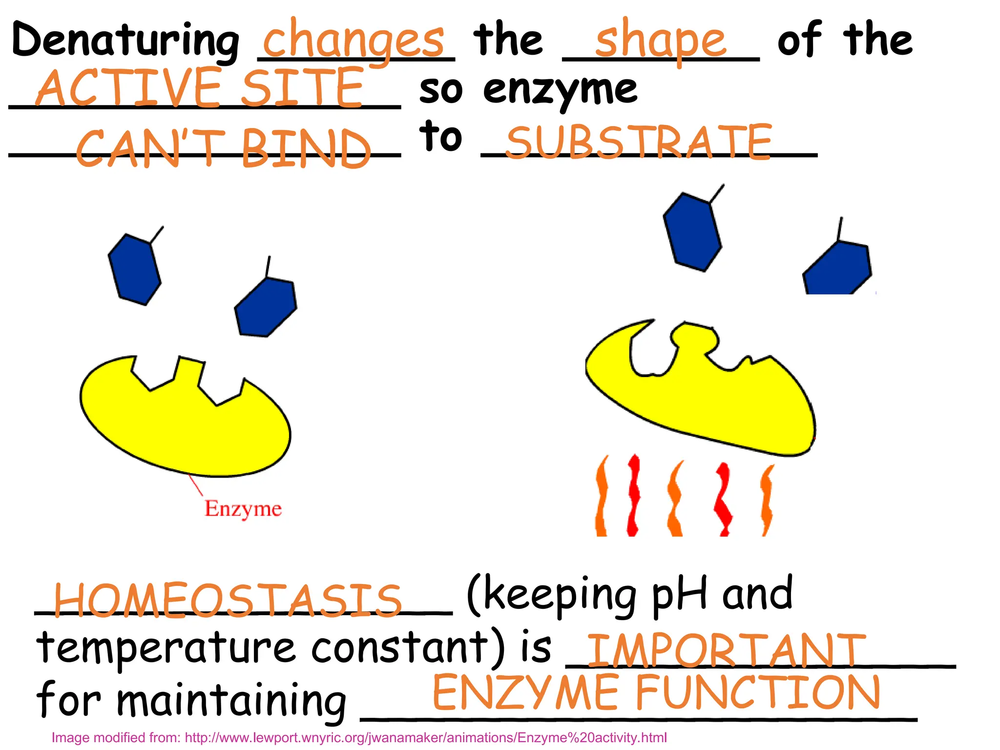 EC Enzymes Power point Lesson for Senior High | PPT