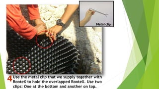 (6) NYLEX ROOTEX (JAN15) | PPTX