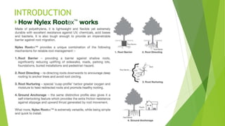 (6) NYLEX ROOTEX (JAN15) | PPTX