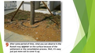 (6) NYLEX ROOTEX (JAN15) | PPTX