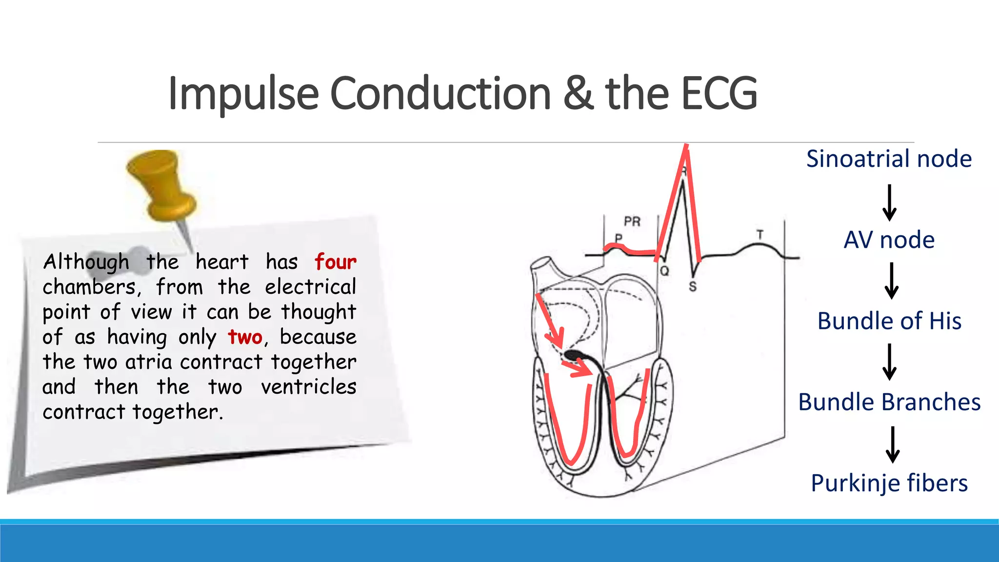 ECG, step by step approach (Updated) | PPTX