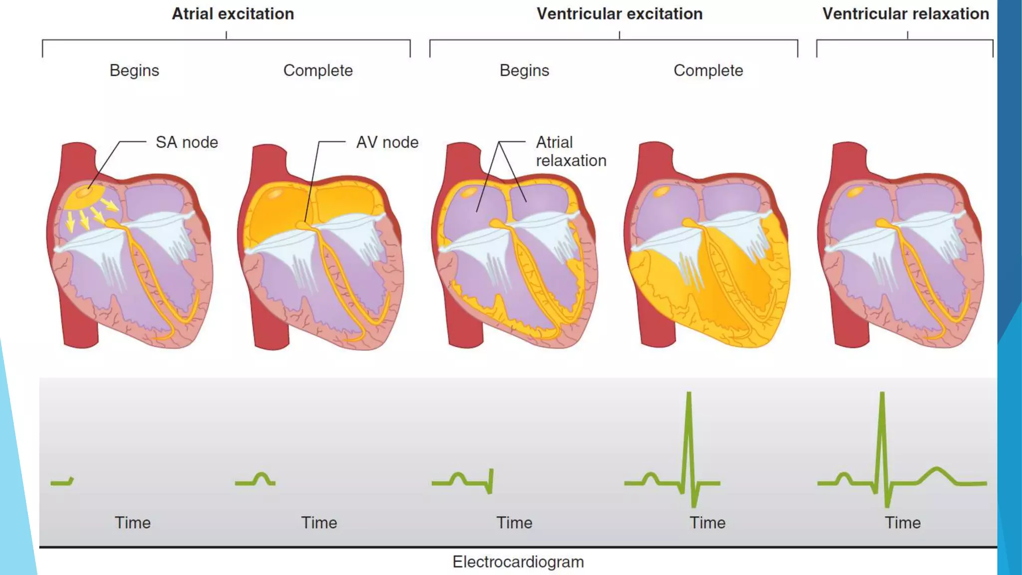 ECG - Electrocardiogram | PPT