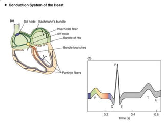 ECG complete lecture presentation, ECG waveform and leads placement | PPTX