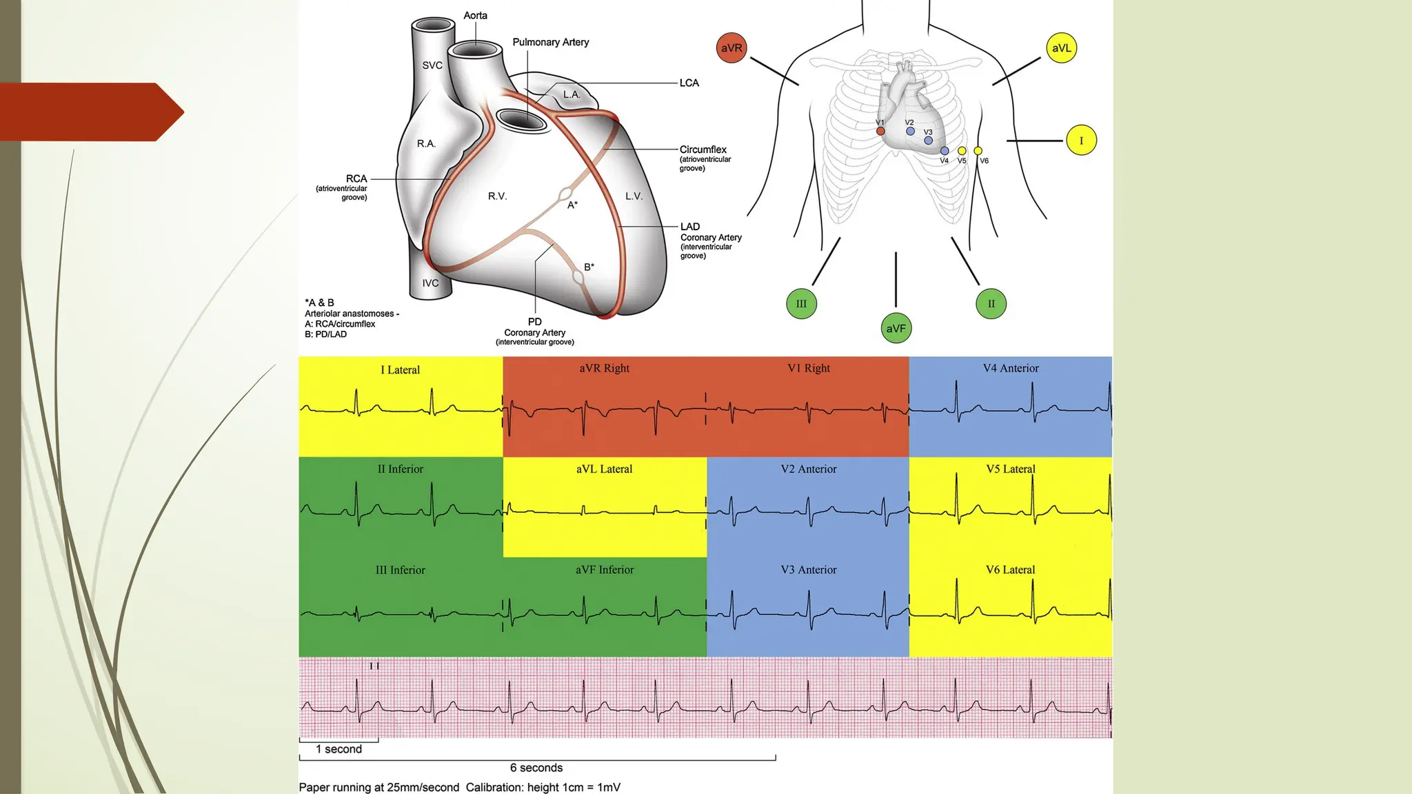 ECG reading and interpretation for beginners.pptx