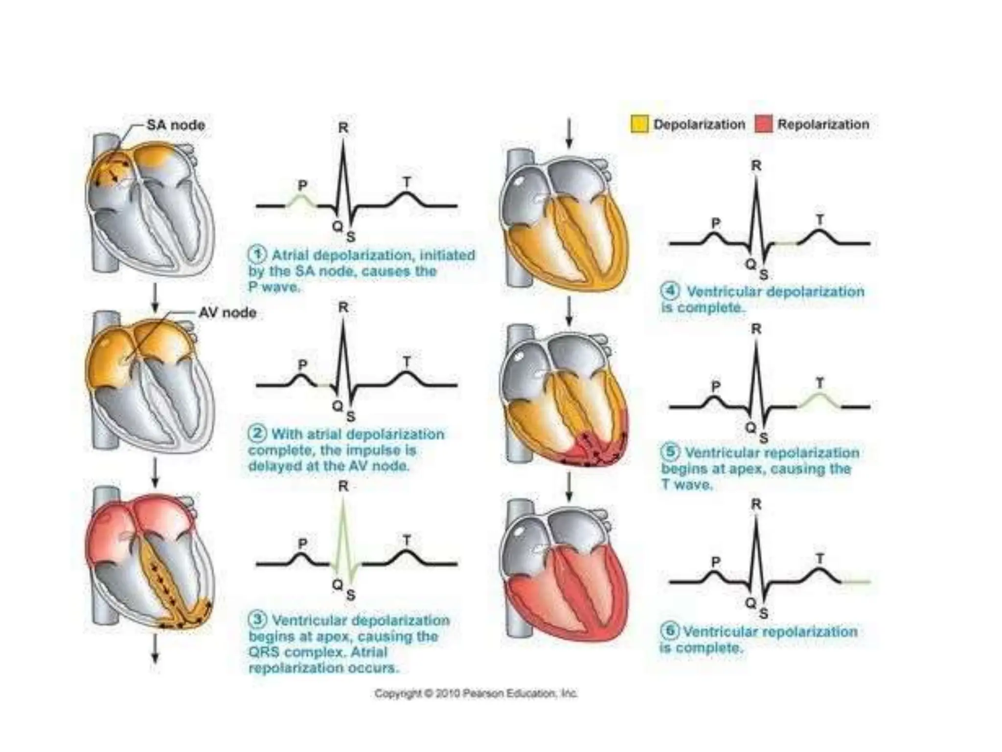 ECG- ELECTROCARDIOGRAM basics and interpretation | PPT