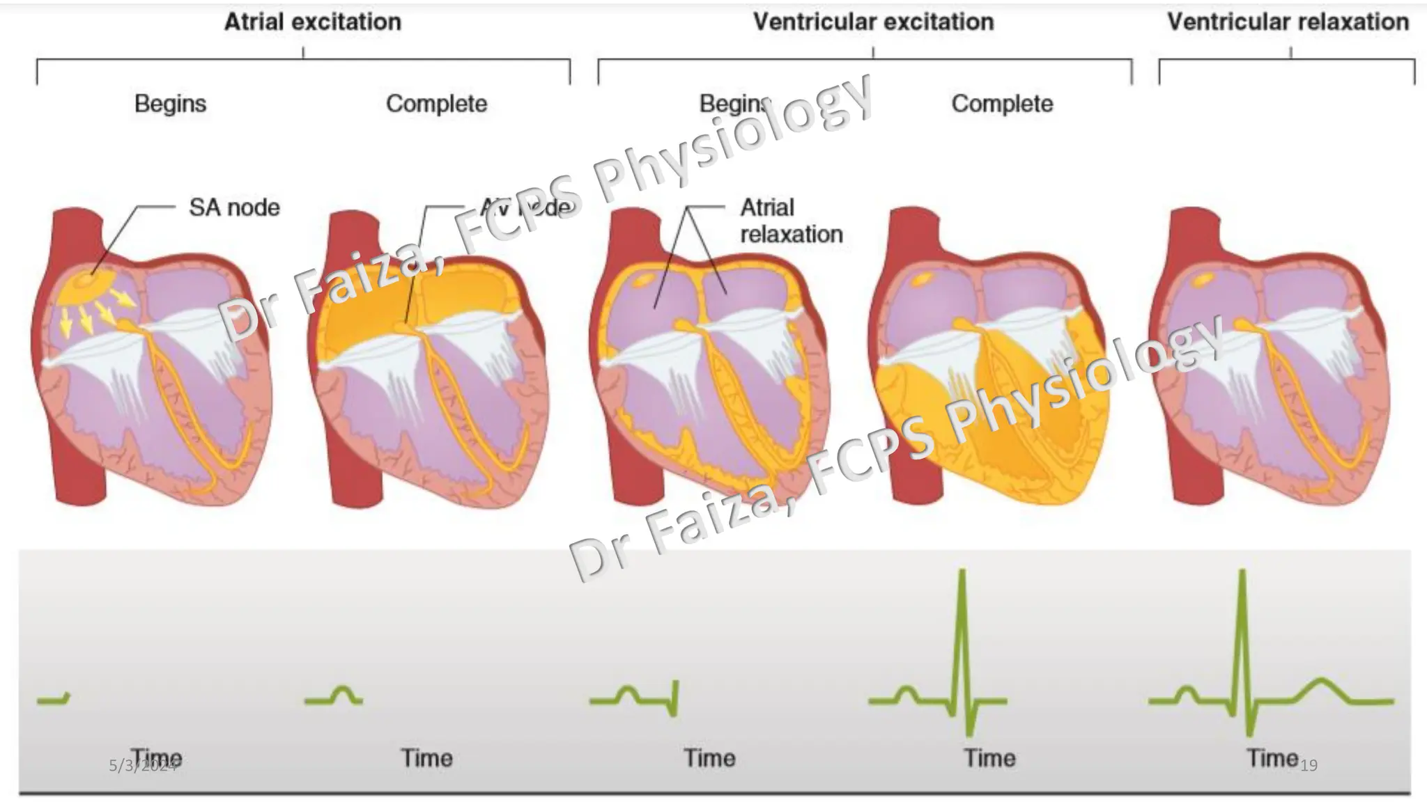 Electrocardiogram (ECG) physiological basis .pdf