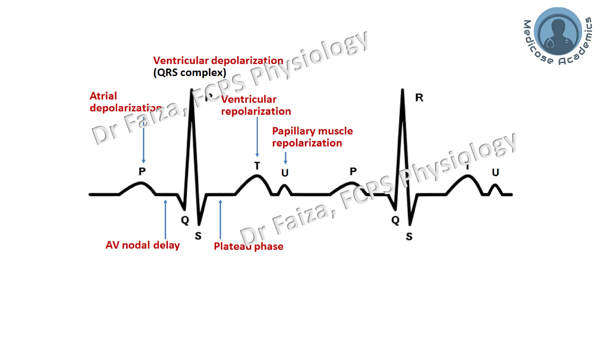 Electrocardiogram (ECG) physiological basis .pdf
