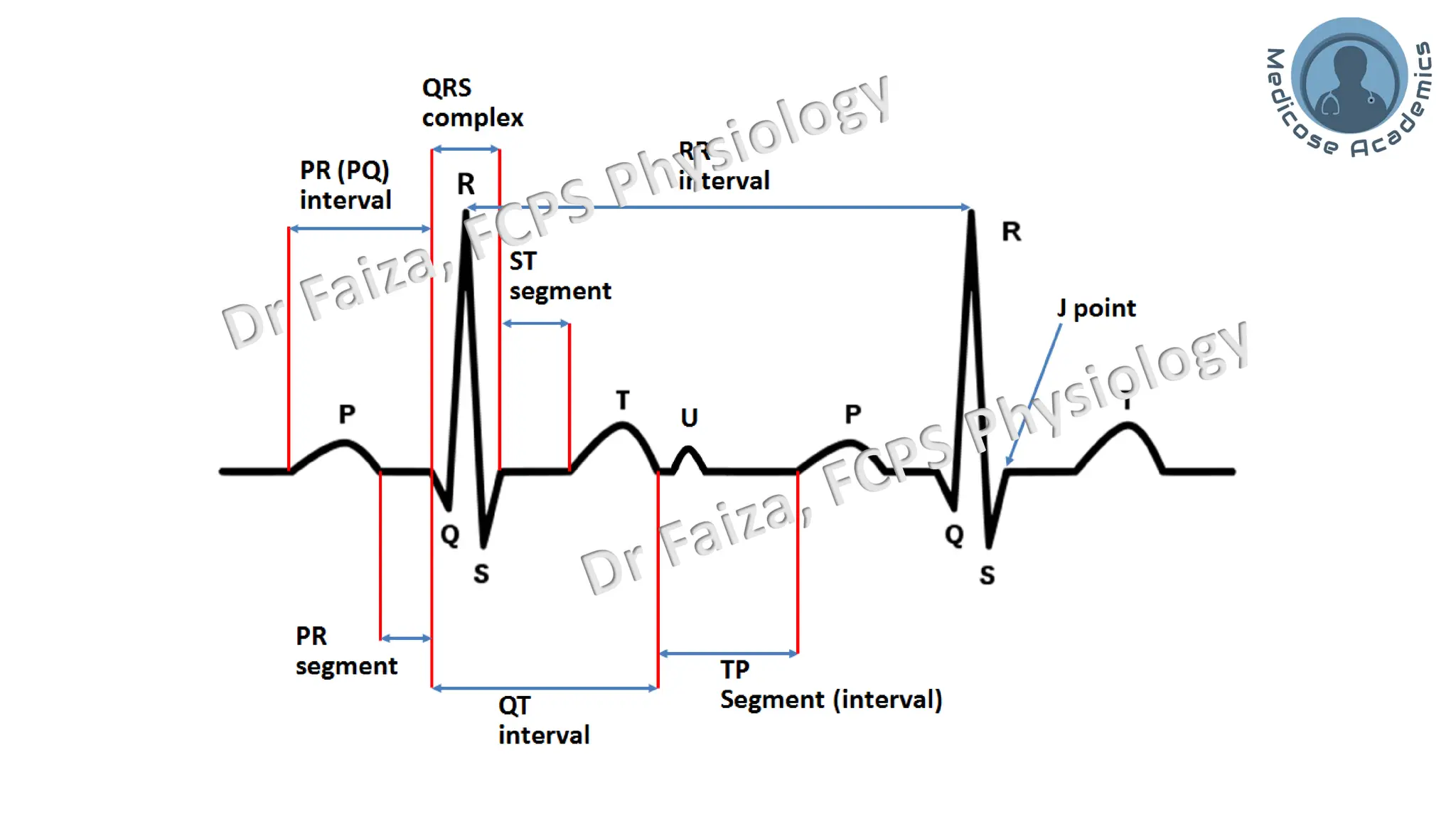Electrocardiogram (ECG) physiological basis .pdf