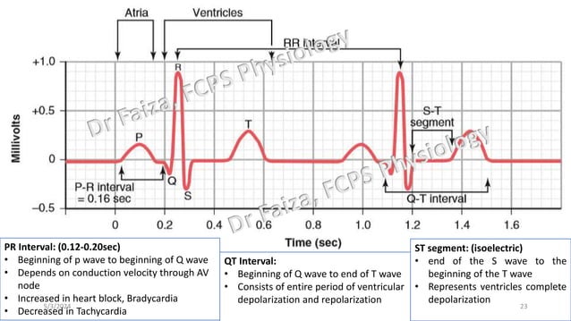 Electrocardiogram (ECG) physiological basis .pdf