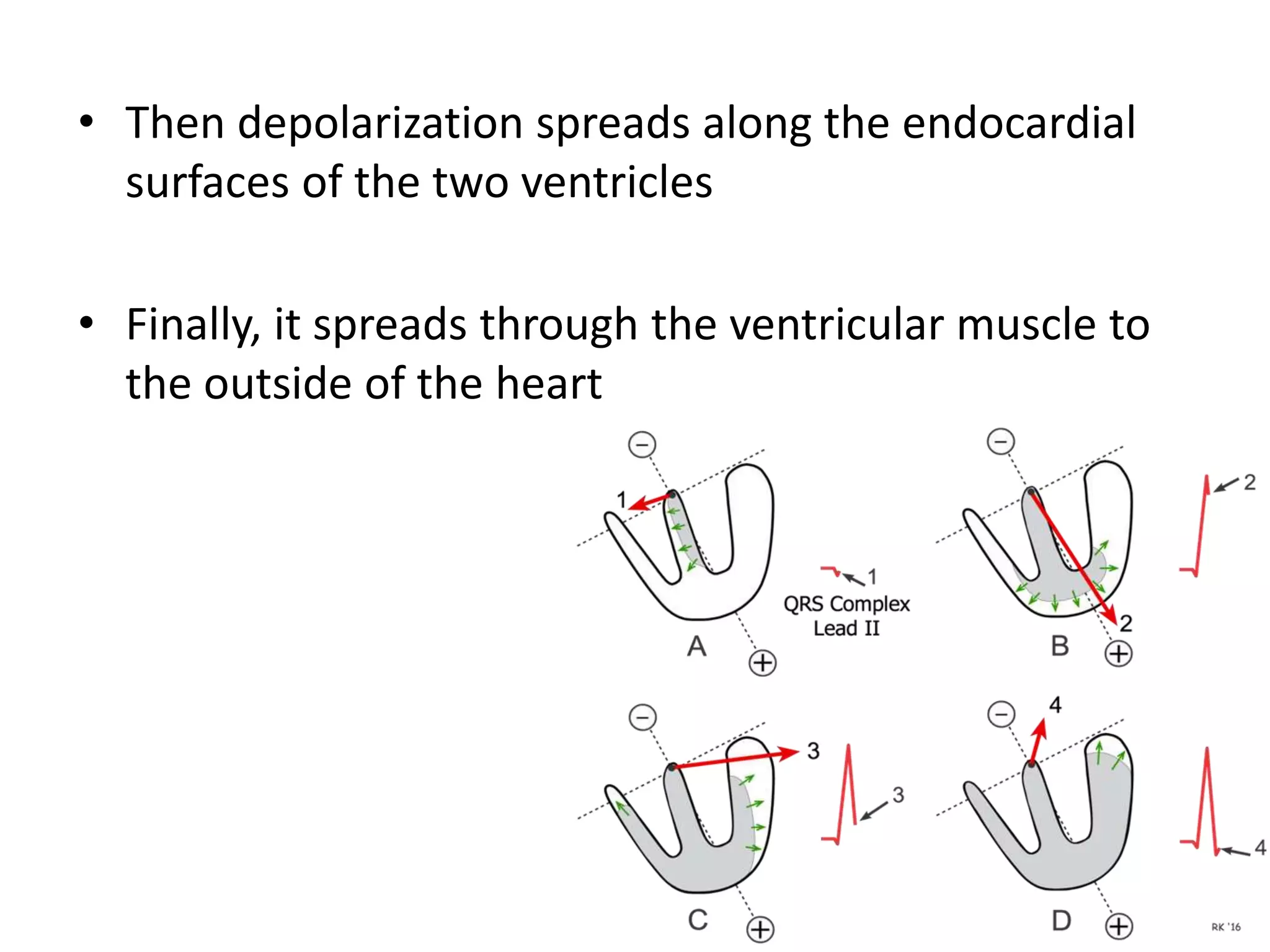 Ecg- Vector Analysis | PPTX