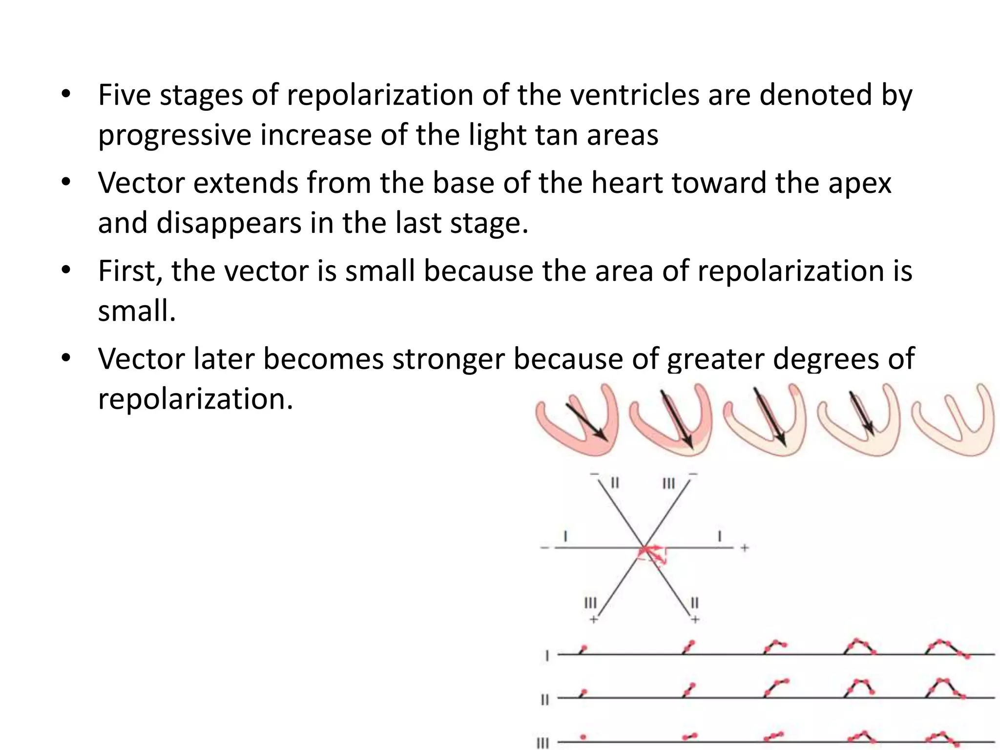 Ecg- Vector Analysis | PPTX