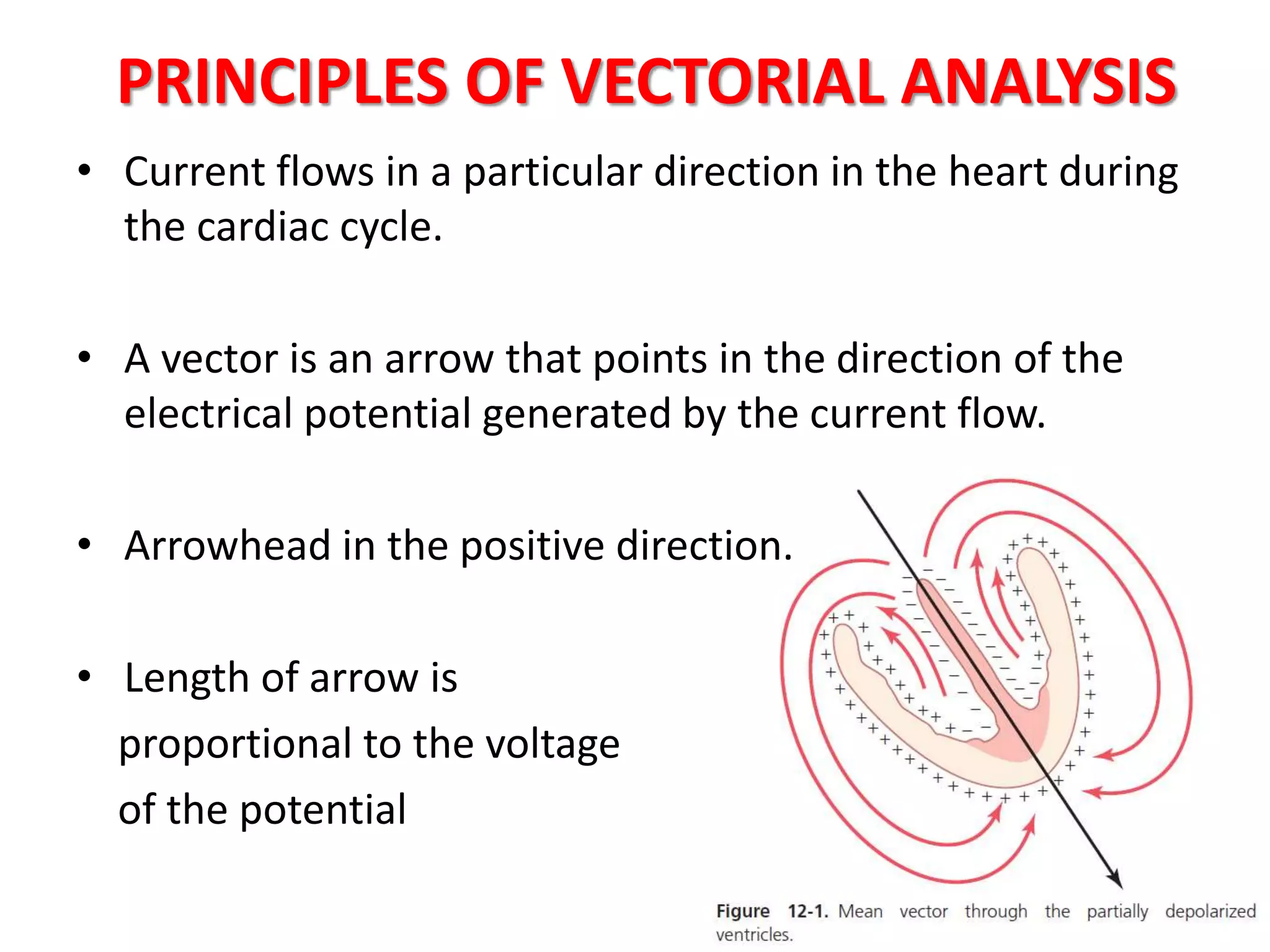 Ecg- Vector Analysis | PPTX