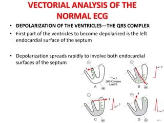 Ecg- Vector Analysis | PPTX