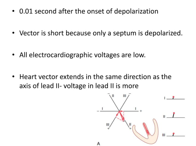 Ecg- Vector Analysis | PPTX