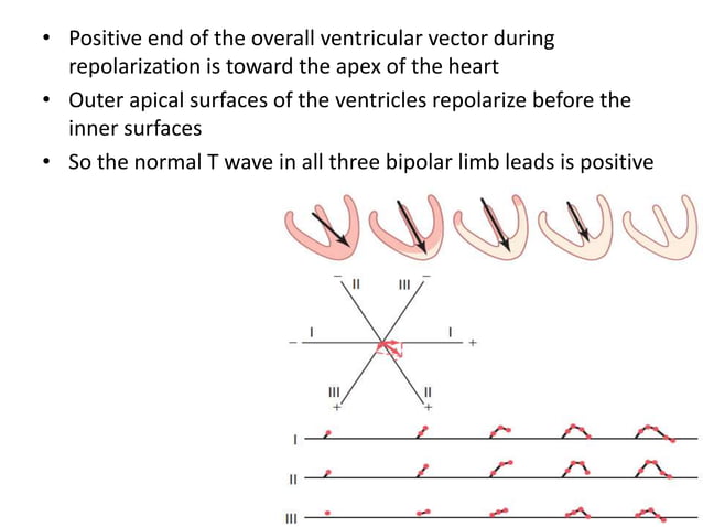 Ecg- Vector Analysis | PPTX
