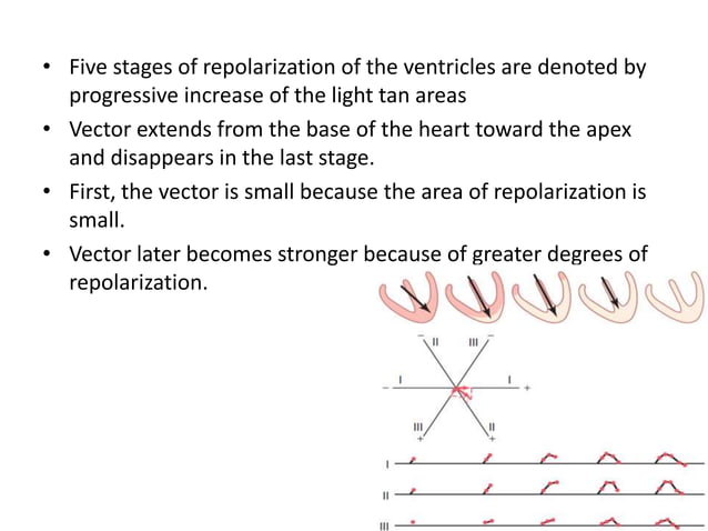 Ecg- Vector Analysis | PPTX