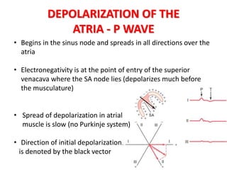 Ecg- Vector Analysis | PPTX
