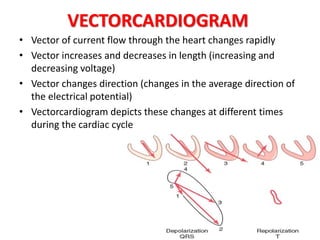 Ecg- Vector Analysis | PPTX
