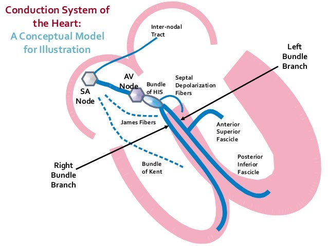 Electrocardiography