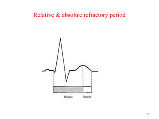 Absolute Refractory Period Ecg