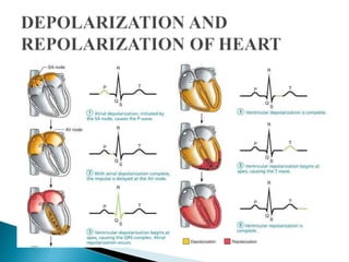ECG SIGNAL GENERATED FROM DATA BASE USING MATLAB | PPTX | Heart and ...