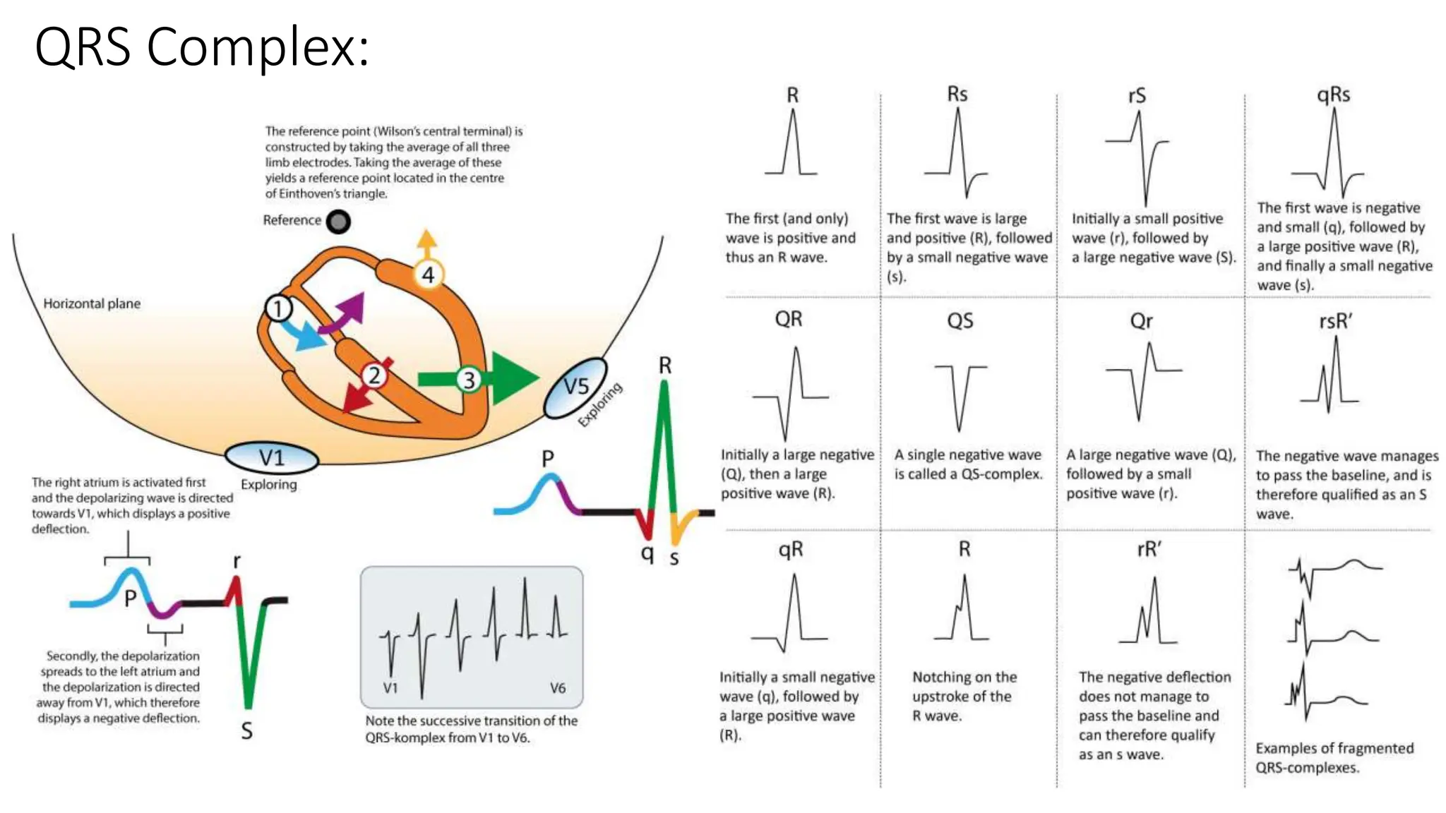 ecg basics for physiotherapy students reference purpose | PPTX