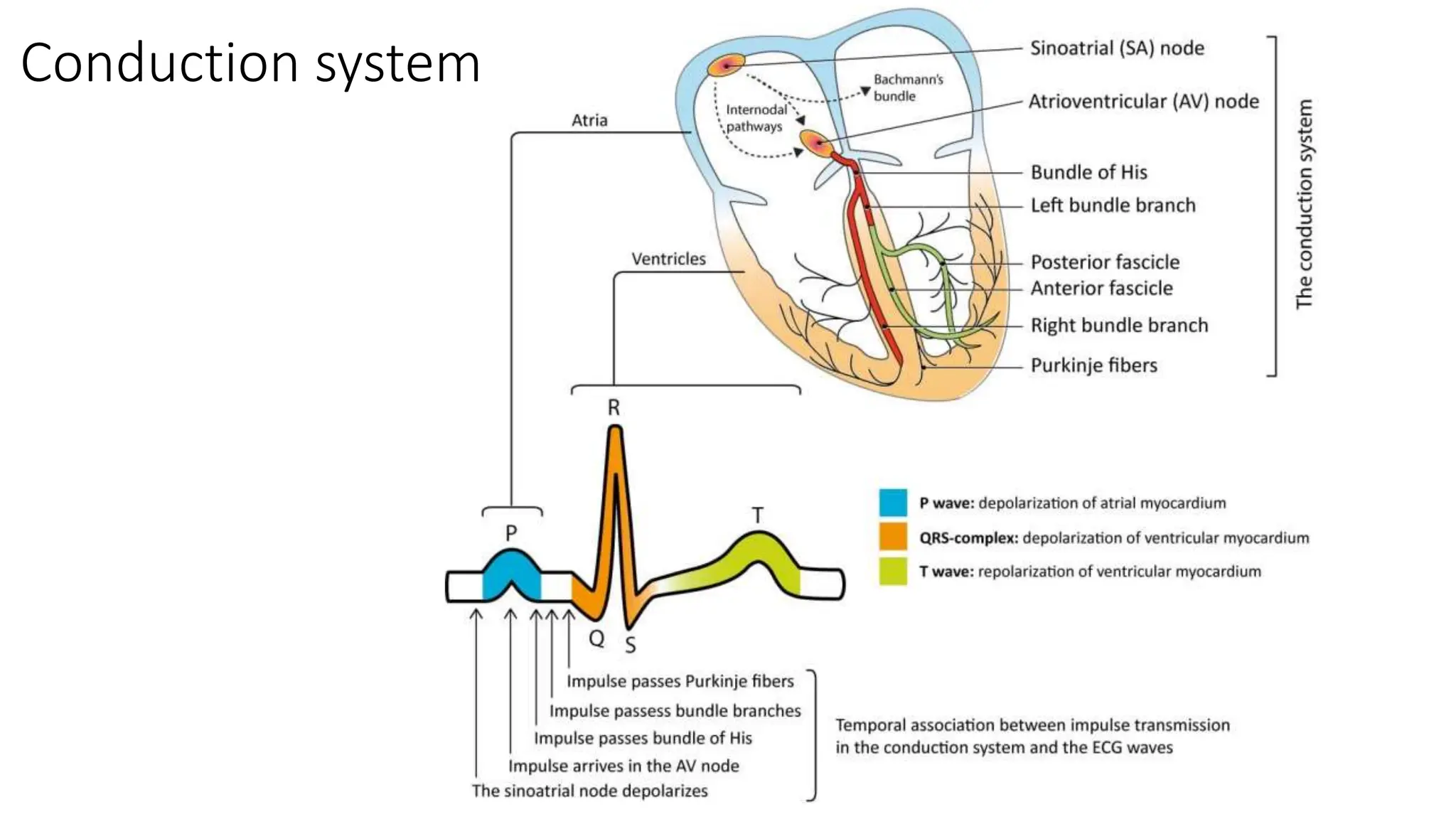 ecg basics for physiotherapy students reference purpose | PPTX