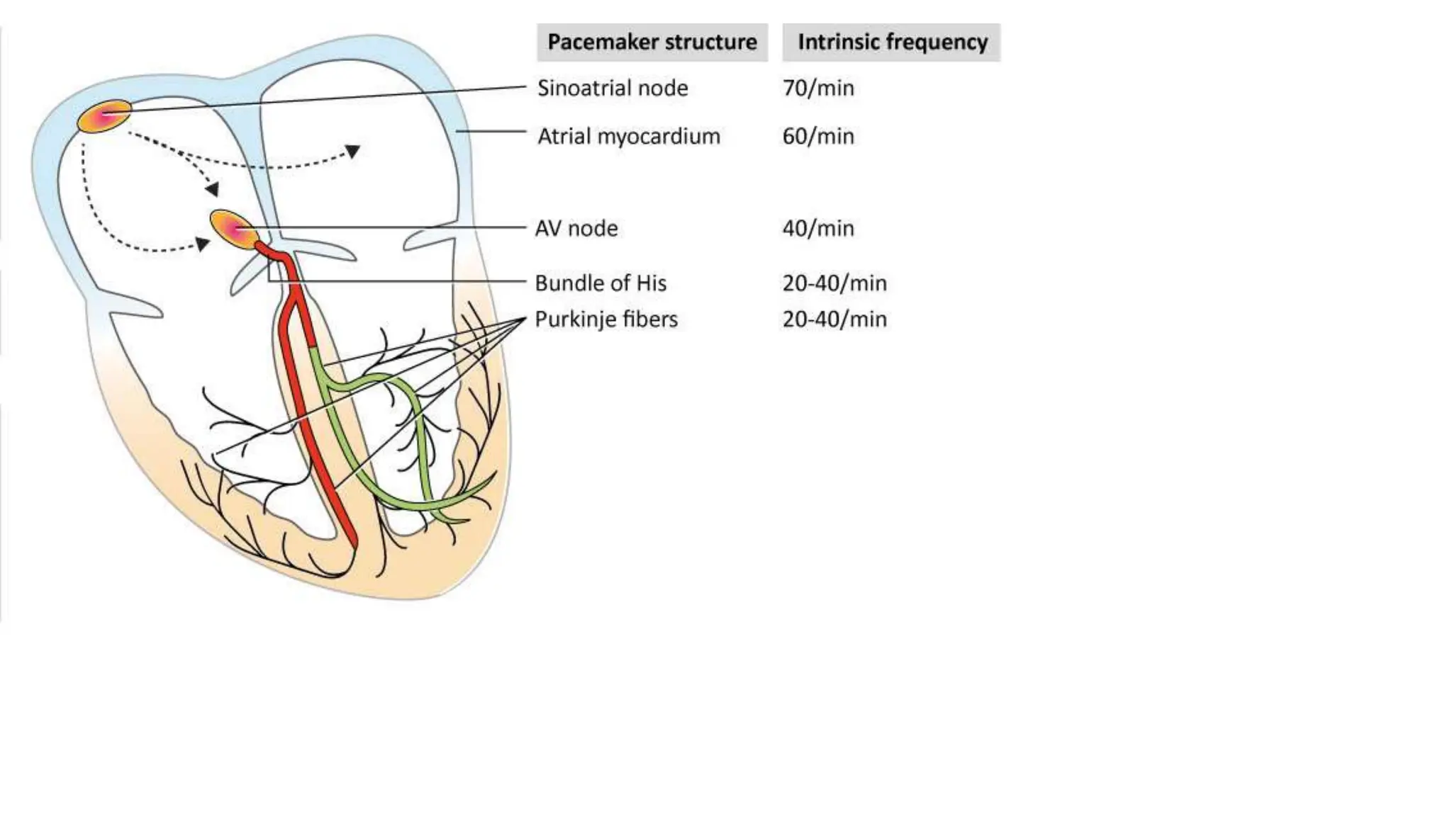 ecg basics for physiotherapy students reference purpose | PPTX