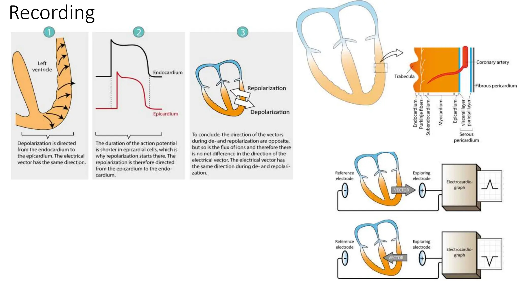 ecg basics for physiotherapy students reference purpose | PPTX