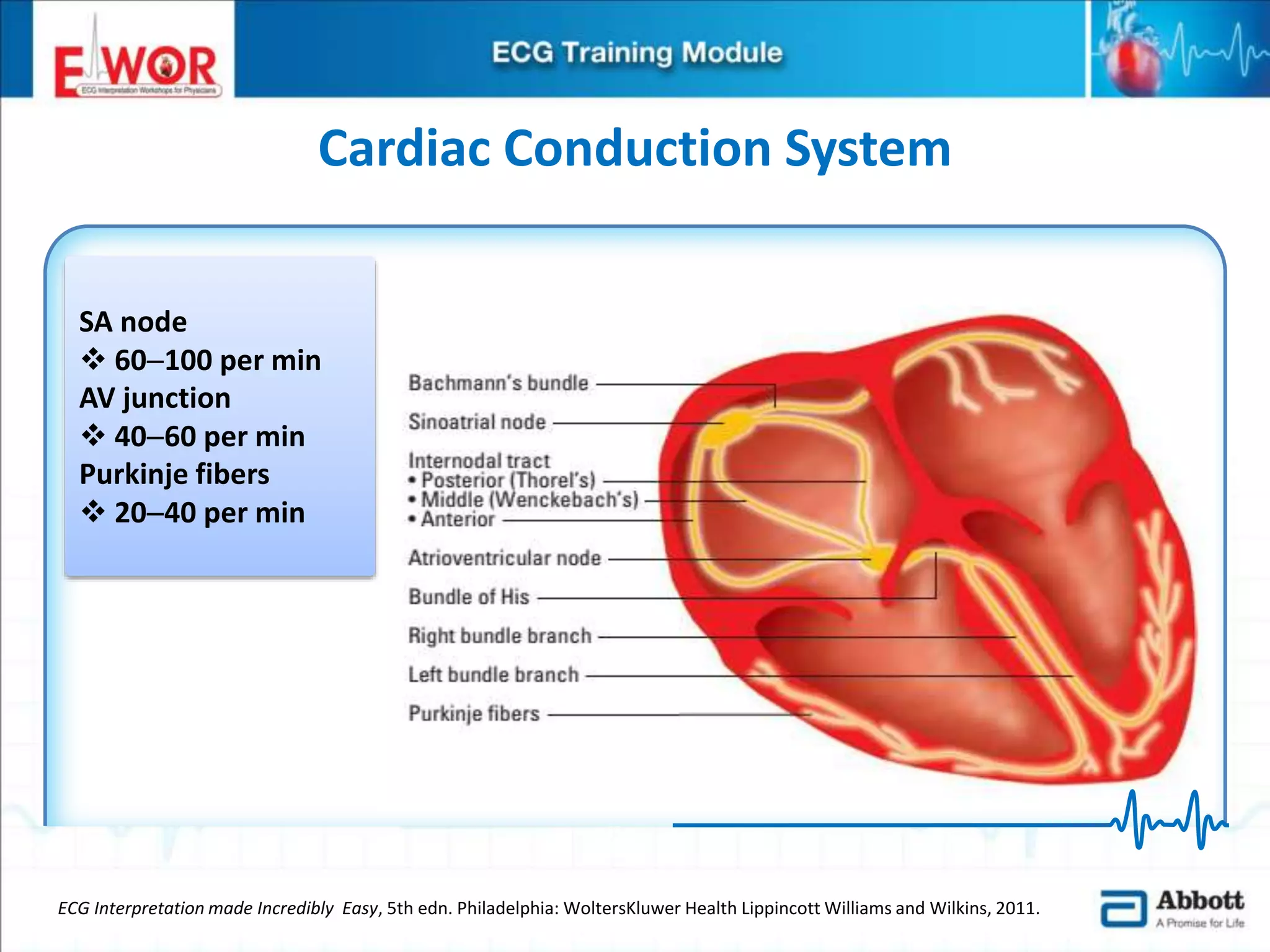 Ecg basics and interpretation | PPTX