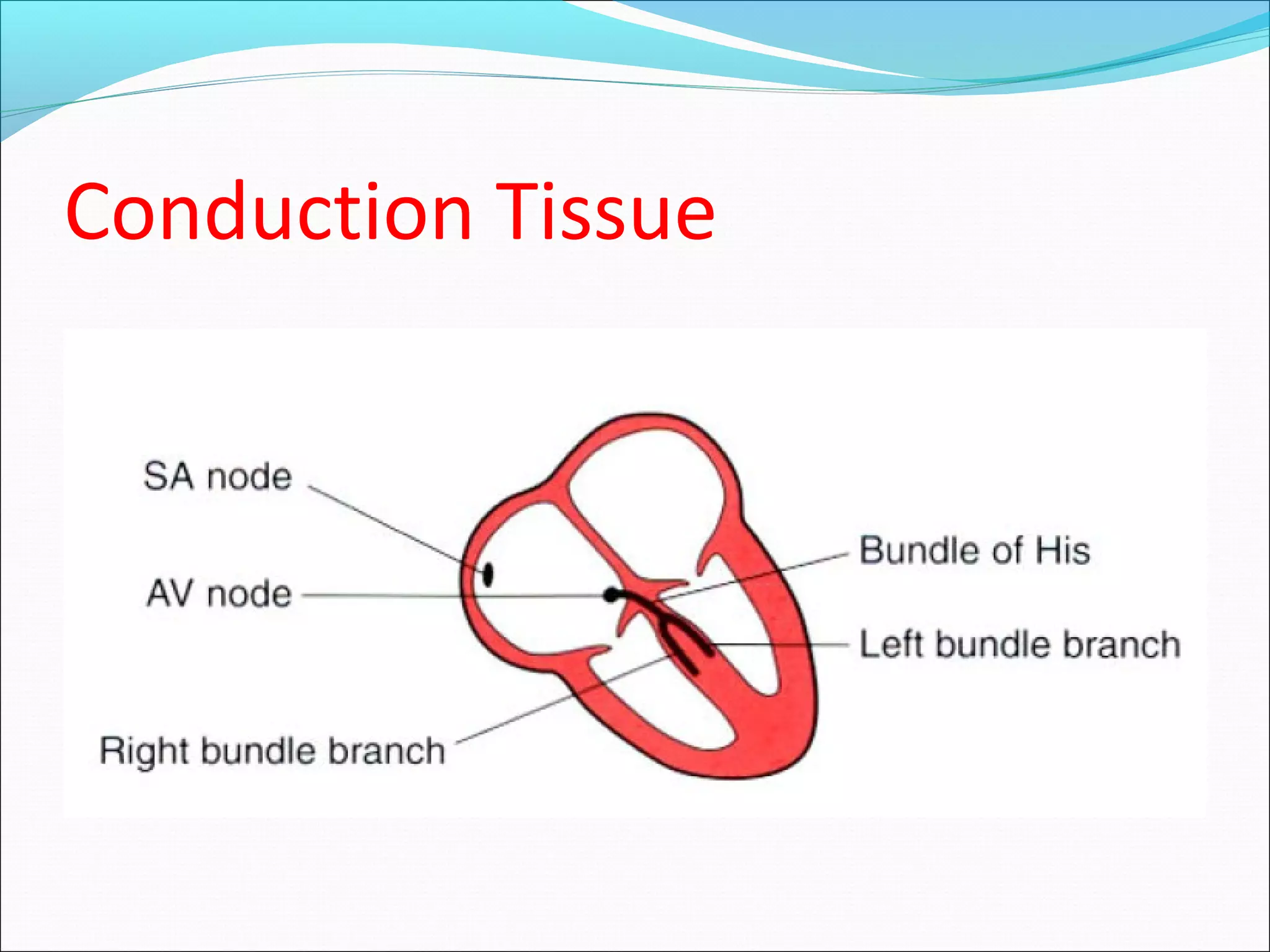 Ecg basics conduction tissue | PPT