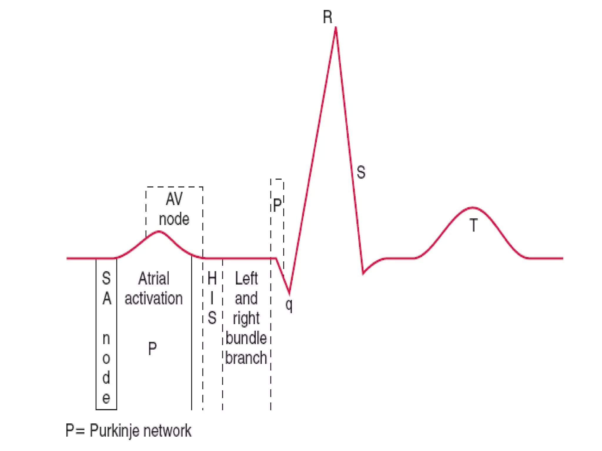 Ecg basics electric activity within heart | PPT