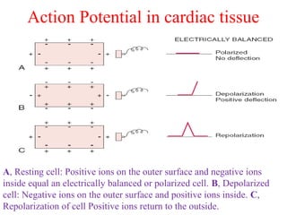 Ecg basics electric activity within heart | PPT