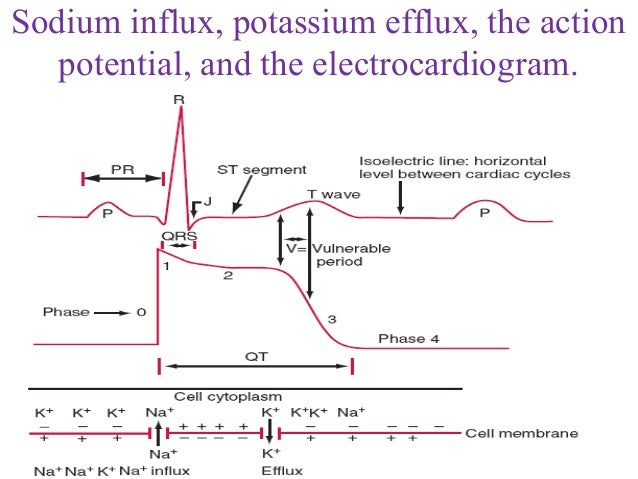 Ecg basics electric activity within heart